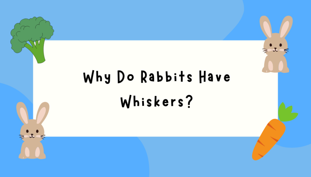 Why Do Rabbits Have Whiskers? How They Help Your Bunny