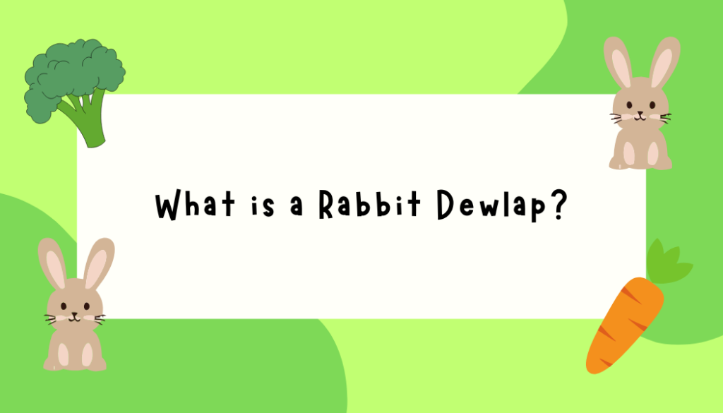 What is a Rabbit Dewlap? | Tails & Toys
