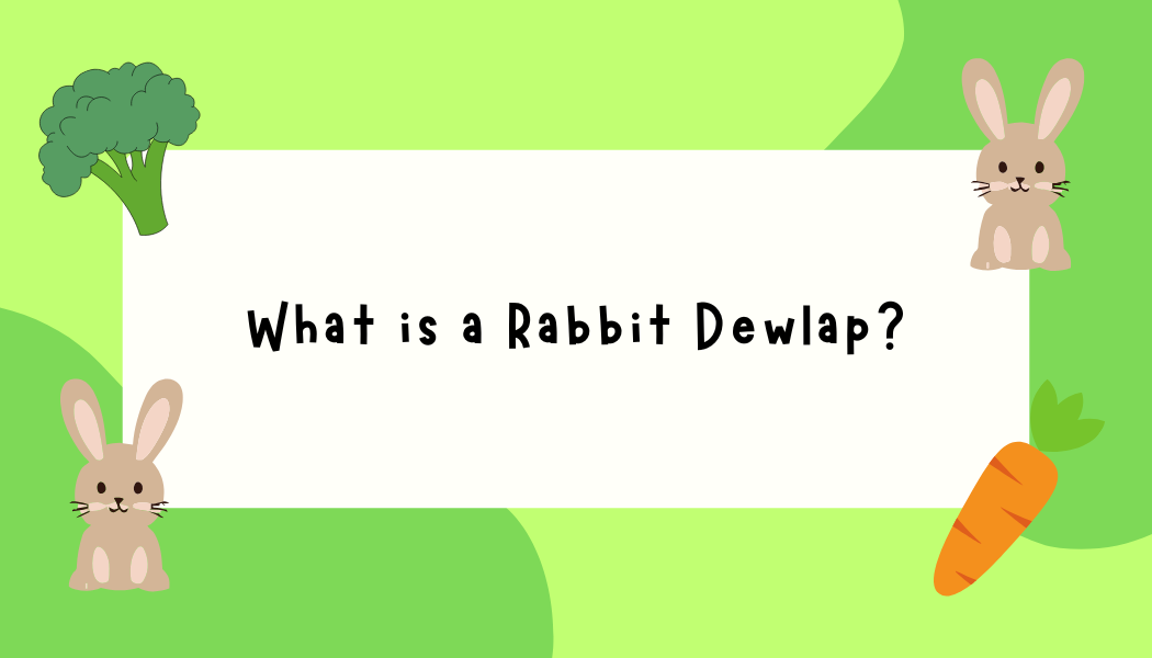 What Is a Rabbit Dewlap? Causes, Care and Health Tips